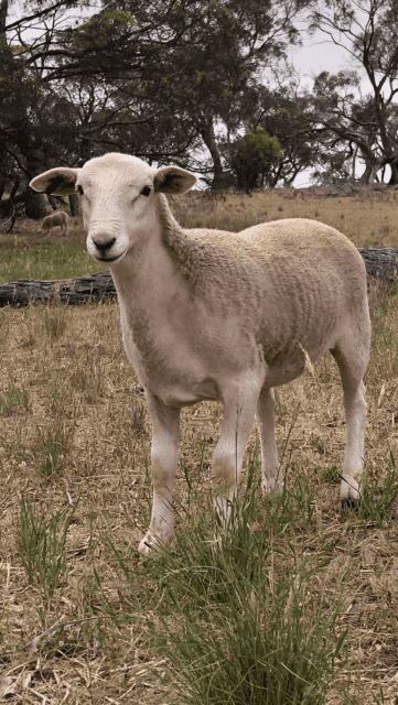 Self shedding Wiltipoll sheep 1 ram & 2 ewes to be sold together ...
