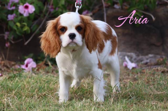 ARIA Pure Bred Cavalier female - Fully Vaccinated | Dogs & Puppies ...
