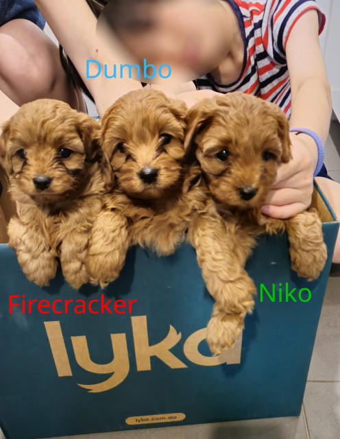Cavoodle Puppies for Sale – Small, Cute, and Perfect for Your Family ...
