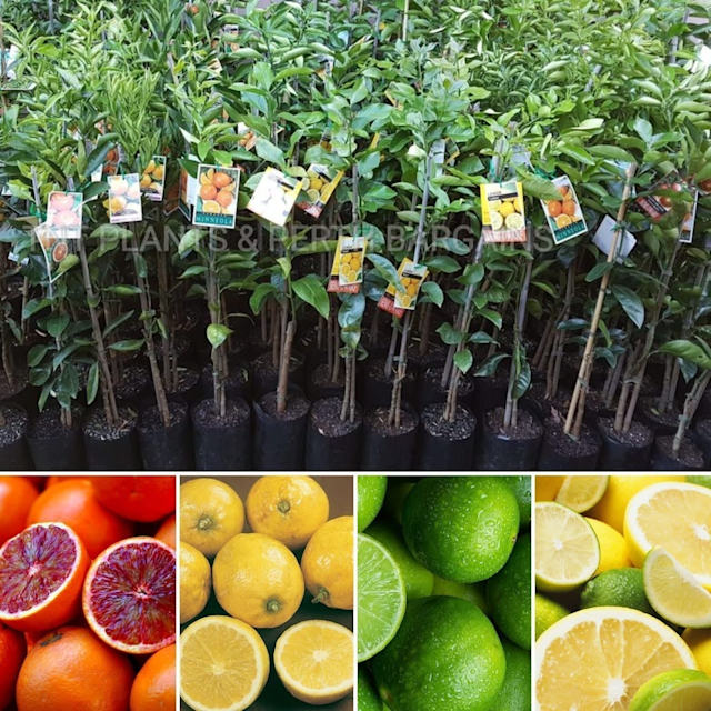 Assorted Fruit Trees FROM $20 each Plants - Plants in Landsdale WA ...