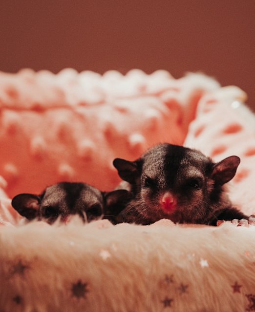 Sugar glider babies looking for new home ! | Other Pets | Gumtree ...