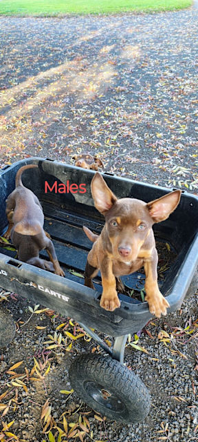Red and Tan Kelpie Pups | Dogs & Puppies | Gumtree Australia Wattle ...