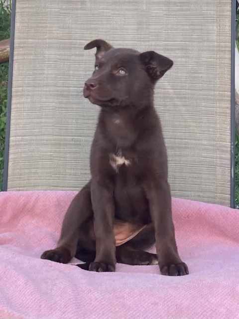 Purebred Kelpie Puppies | Dogs & Puppies | Gumtree Australia South ...