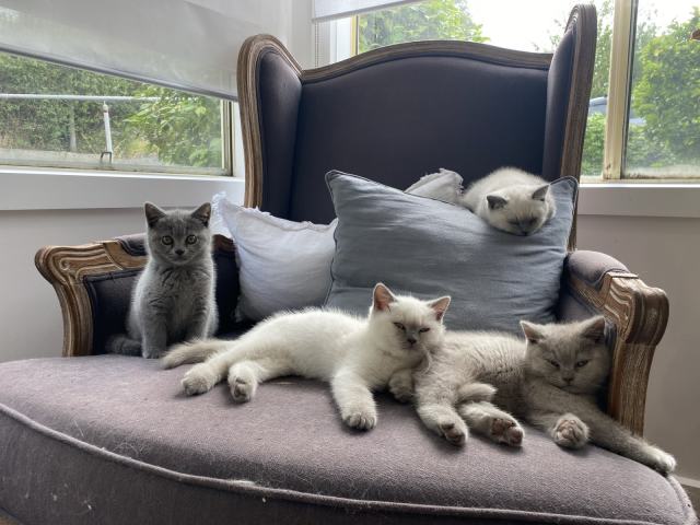 British shorthair kittens | Cats & Kittens | Gumtree Australia Cardinia ...