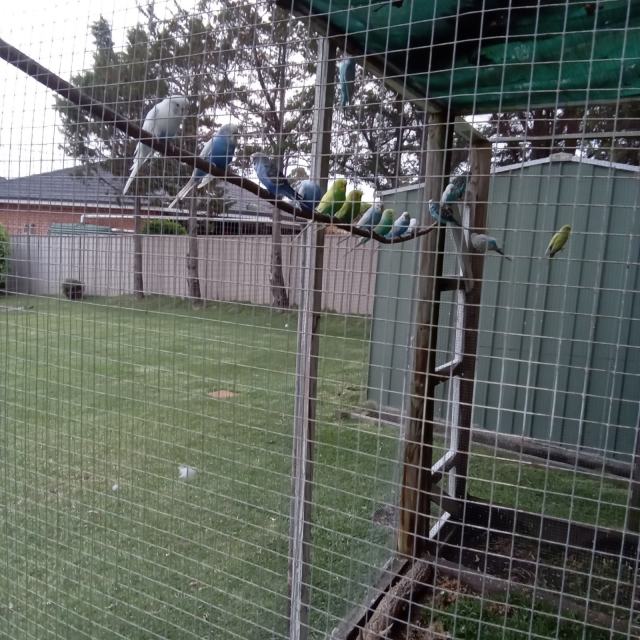 Young budgies | Birds | Gumtree Australia Shoalhaven Area - Sanctuary ...