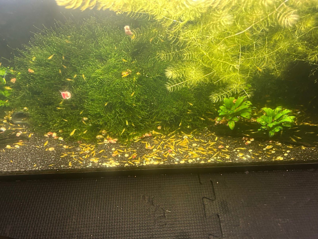 Cherry shrimp skittles pack | Fish | Gumtree Australia Liverpool Area ...