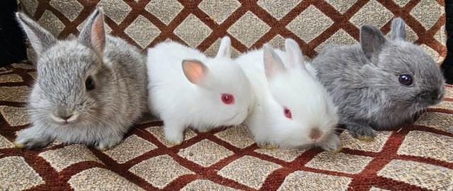 Pure breed Netherlands dwarf Rabbits | Rabbits | Gumtree Australia ...