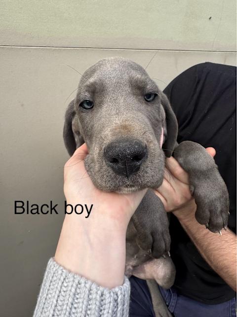 Great Dane Puppies – Gentle Giants 10 weeks old! Only 4 left | Dogs ...