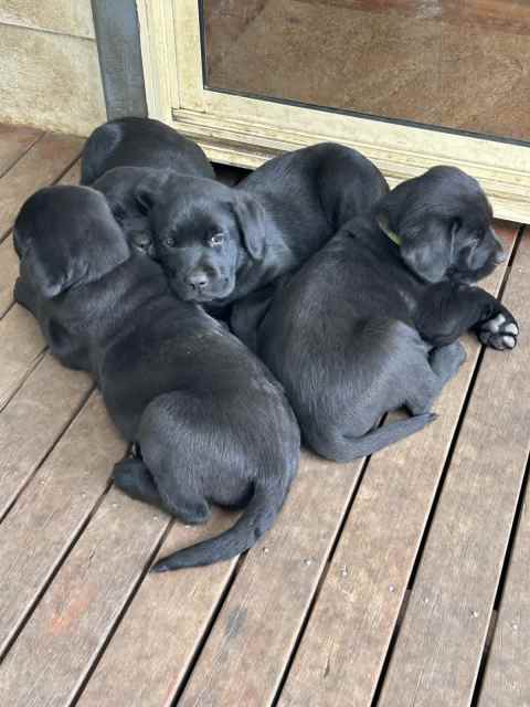 Black Labrador puppies | Dogs & Puppies | Gumtree Australia Cooma ...