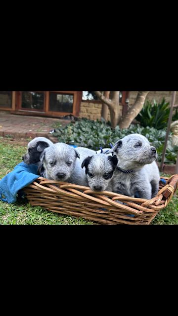 Australian stumpy tail cattle dog | Dogs & Puppies | Gumtree Australia ...