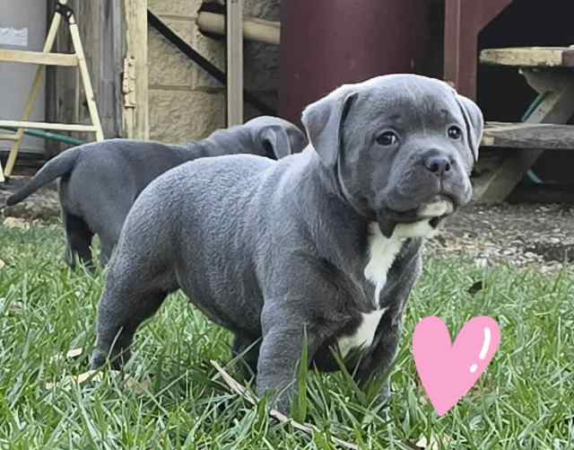 Pure breed Blue female staffy | Dogs & Puppies | Gumtree Australia ...