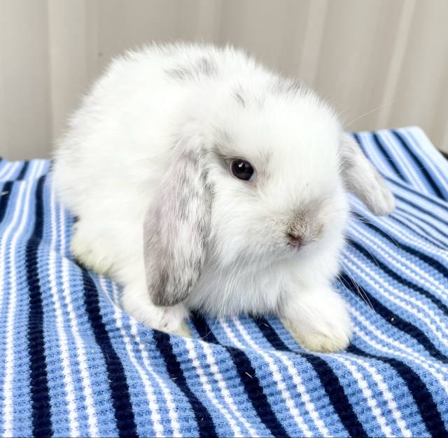 💜💙Pure Breed Mini Lop Rabbits 💙💜 | Rabbits | Gumtree Australia Penrith ...