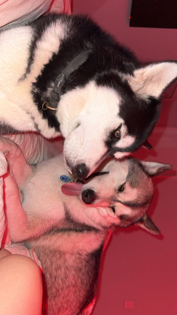 Re home my beautiful husky dogs | Dogs & Puppies | Gumtree Australia ...
