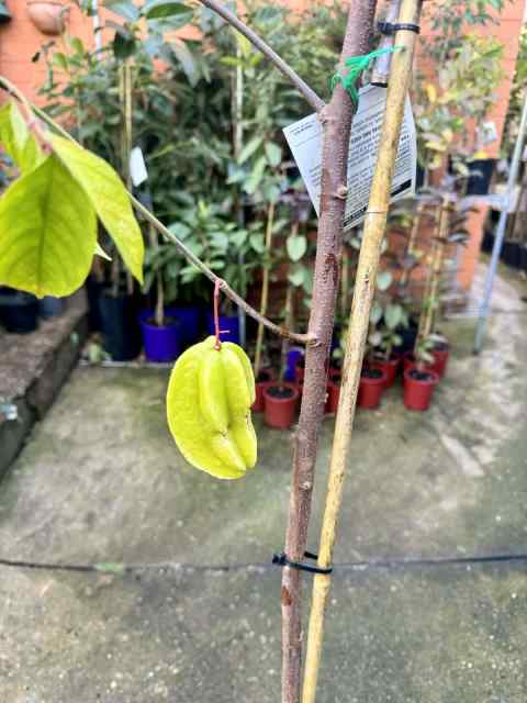 fruiting Star fruit tree in 5L bag, grafted, about 1.7m tall - Plants ...