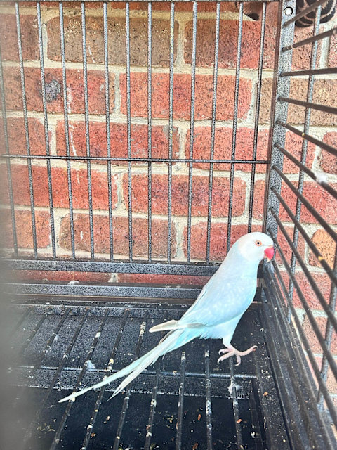 Blue opaline clear tail female indian ring neck | Birds | Gumtree ...