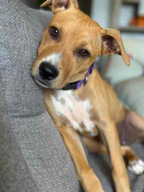 Meet Bronte!! | Dogs & Puppies | Gumtree Australia Cairns City ...