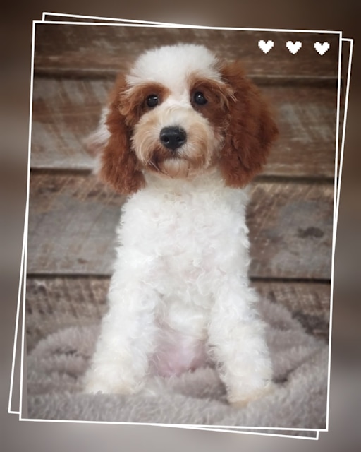 5 month old female Cavoodle/Theodore | Dogs & Puppies | Gumtree ...