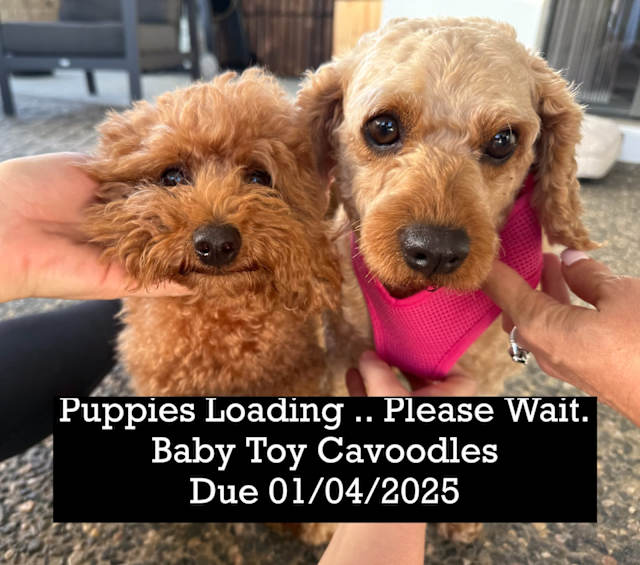 Now Taking EOI: Toy Cavoodle Puppies (Litter Due 1st April2025) | Dogs ...