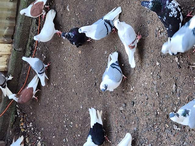 pigeons turbit for sale | Birds | Gumtree Australia Wollongong Area ...