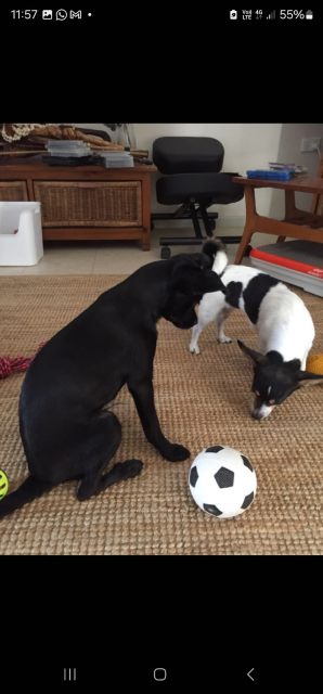 Papillon cross puppy | Dogs & Puppies | Gumtree Australia Wanneroo Area ...