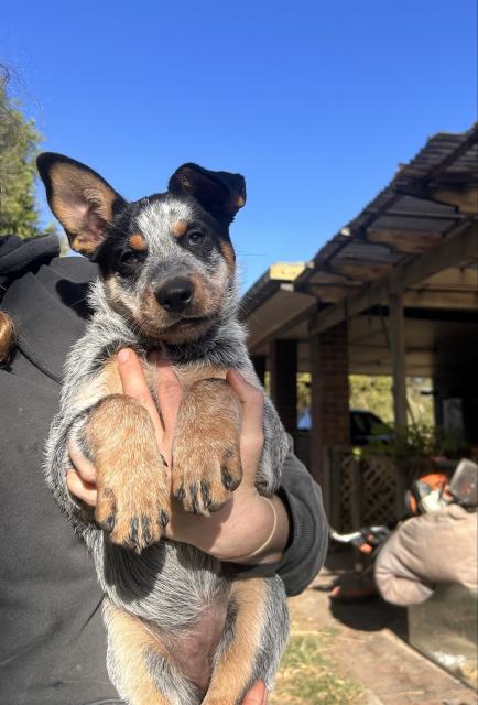 Pure bred Australian stumpy tail cattle dog puppies | Dogs & Puppies ...