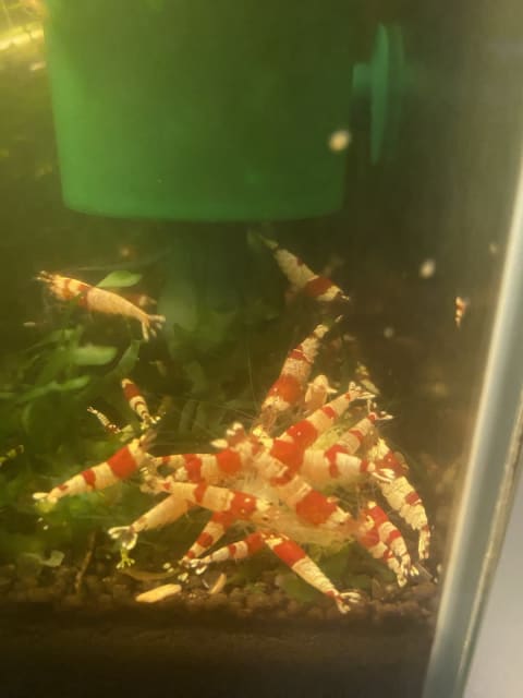 Crystal Red Shrimp CRS freshwater Caridina Shrimp fish | Pet Products ...