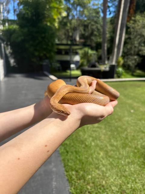 T+ Het Marble Childrens Python and full set up | Reptiles & Amphibians ...