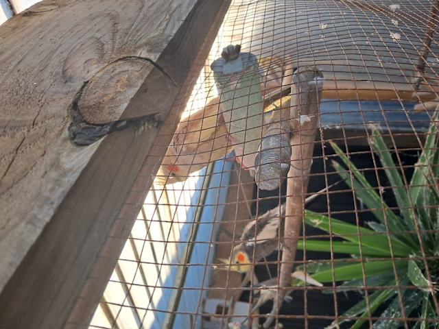 weiros and budgies | Birds | Gumtree Australia Geraldton City ...