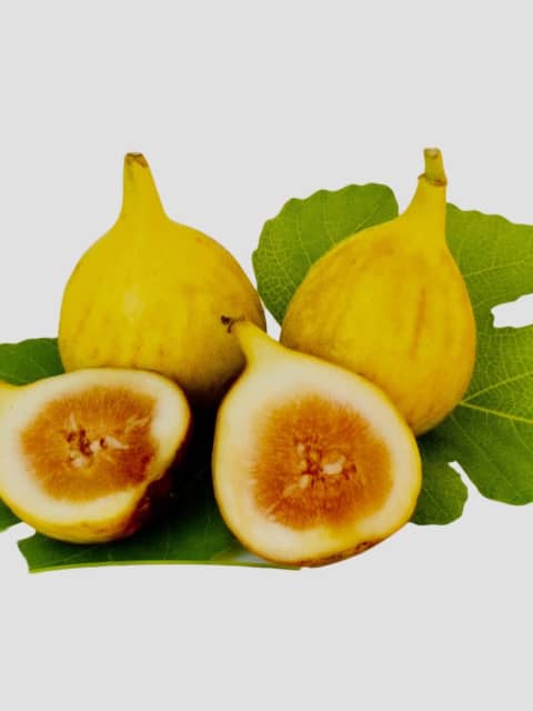 Fig - Yellow Excel tree, about 1m tall, ready to fruit, $90 - Plants in ...