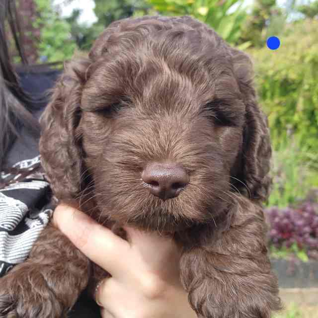 Australia Labradoodles - multi-gen, fleece, mini & medium | Dogs ...