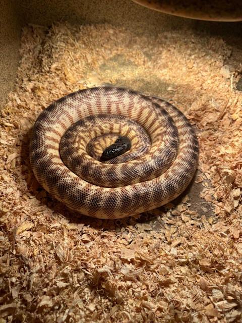 Black headed pythons | Reptiles & Amphibians | Gumtree Australia ...