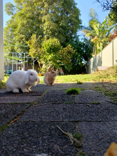 Pet rabbits-bonded pair | Rabbits | Gumtree Australia Frankston Area ...
