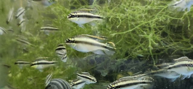 Aquarium Fish Swordtail, Kribensis and Guppy | Fish | Gumtree Australia ...