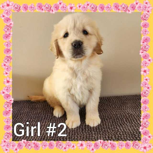 NEGOTIABLE!! Urgent sale🚨8wks old Gorgeous Golden Retriever Girls ...
