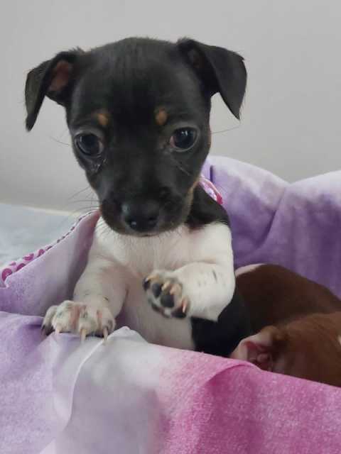 Mini Foxie pups | Dogs & Puppies | Gumtree Australia Lockyer Valley ...