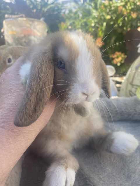 Totally gorgeous rabbits mini lop pure breed babies | Rabbits | Gumtree ...