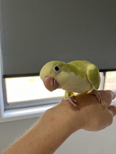 Reduced price!! Quaker Green Pallid Nest Sexed Hen & Avairy birds ...