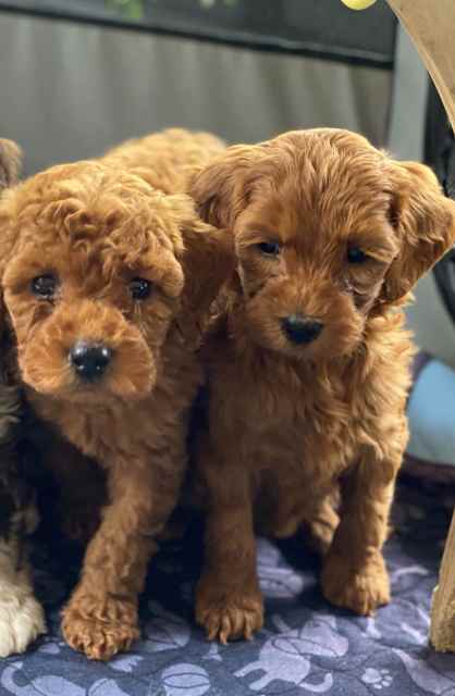Mini Groodle puppies - Ruby red Females | Dogs & Puppies | Gumtree ...