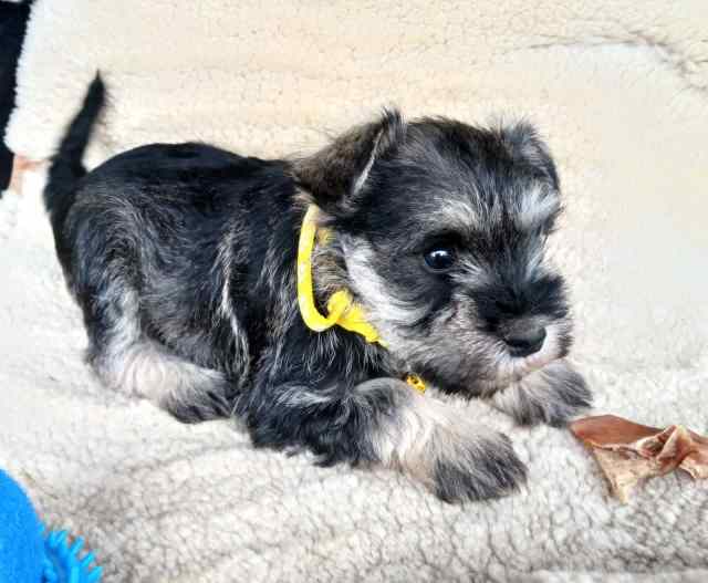 Purebred Miniature Schnauzer | Dogs & Puppies | Gumtree Australia ...