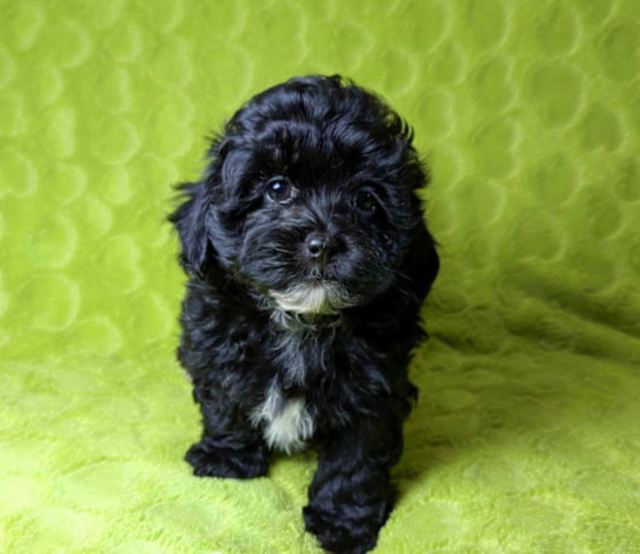 Shiatzu dog | Dogs & Puppies | Gumtree Australia Pine Rivers Area ...