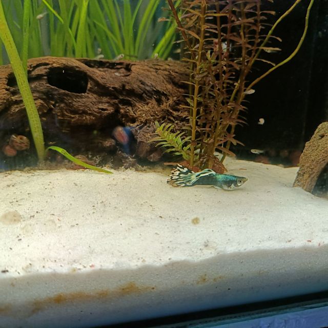 Balloon Mollys Big and Small and some Guppies | Fish | Gumtree ...