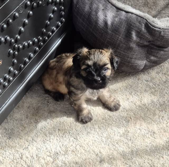 Sable maltese shihtzhu puppies | Dogs & Puppies | Gumtree Australia ...