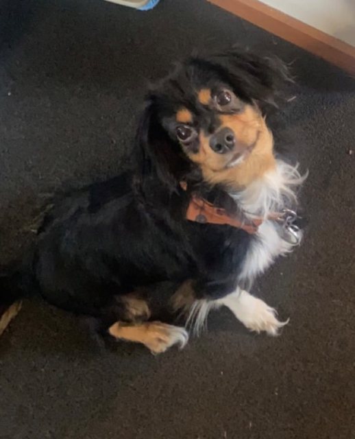 Rylee, Cavalier x 3 years old | Dogs & Puppies | Gumtree Australia ...