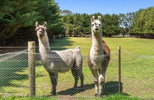 2 Llamas for sale - Suri and Standard breed | Livestock | Gumtree ...