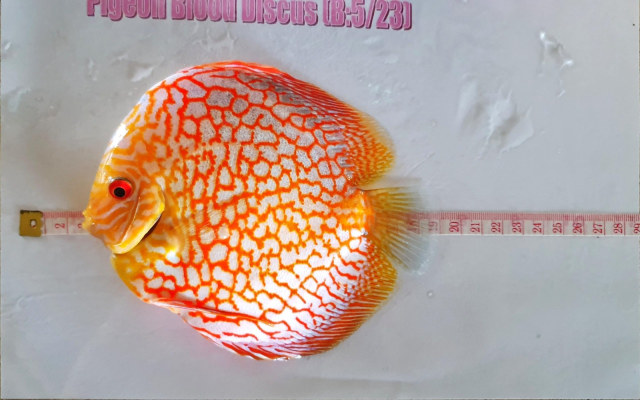 Discus Pidgeon Blood fish 18mths old | Fish | Gumtree Australia Pine ...
