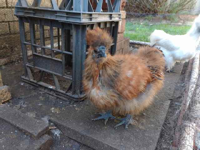 Young Partridge Silkie Rooster / Cockerel For Sale | Livestock ...