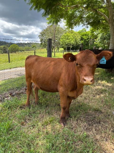 Purebred lowline angus cattle | Livestock | Gumtree Australia Ipswich ...