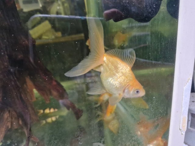 Goldfish, Clown Loaches and Australian native fish for sale | Fish ...