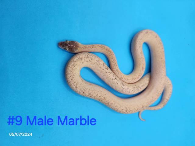 Marble Childrens Pythons | Reptiles & Amphibians | Gumtree Australia ...