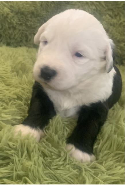 Pure-bred Old English Sheepdog | Dogs & Puppies | Gumtree Australia ...